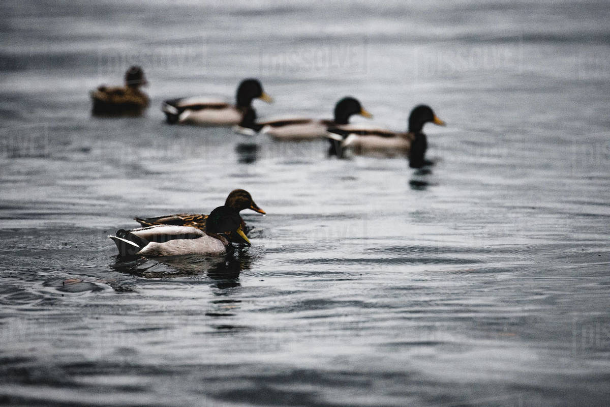 Side view of wild ducks floating on waving water in Italy - Stock Photo ...