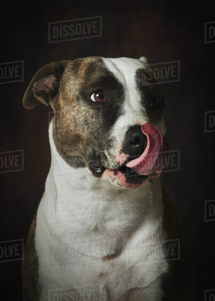 Strong attentive spotted Amstaff dog - Royalty-free Stock Photo | Dissolve