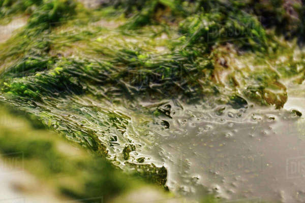 Beautiful wet algae on stone - Royalty-free Stock Photo | Dissolve