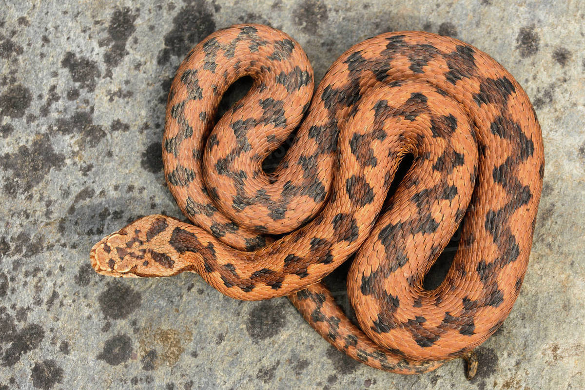 From above beautiful spotted snake lying on stained asphalt background ...