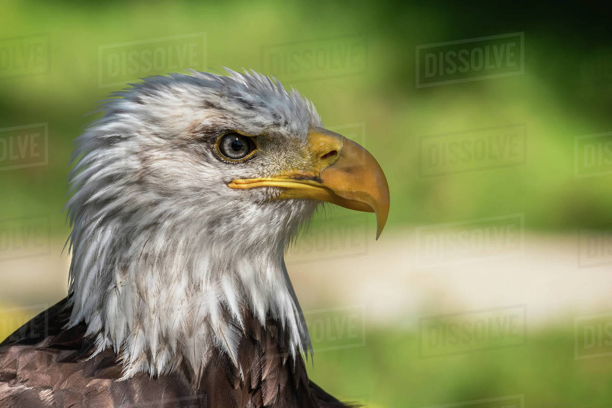 Closeup of head of bald eagle or Haliaeetus leucocephalus bird native ...