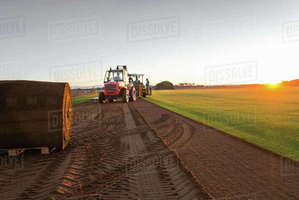 Group of people driving industrial vehicle and laying turf roll on ...