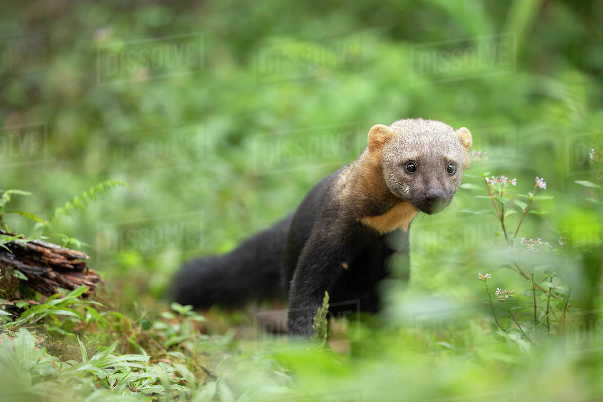 Closeup of tayra or Eira barbara omnivorous animal from weasel family ...
