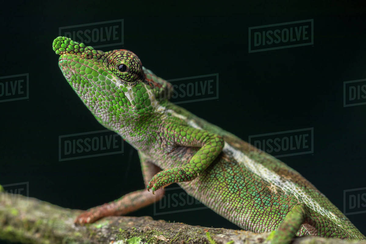 Side view closeup of amazing chameleon sitting on mossy twig on black ...