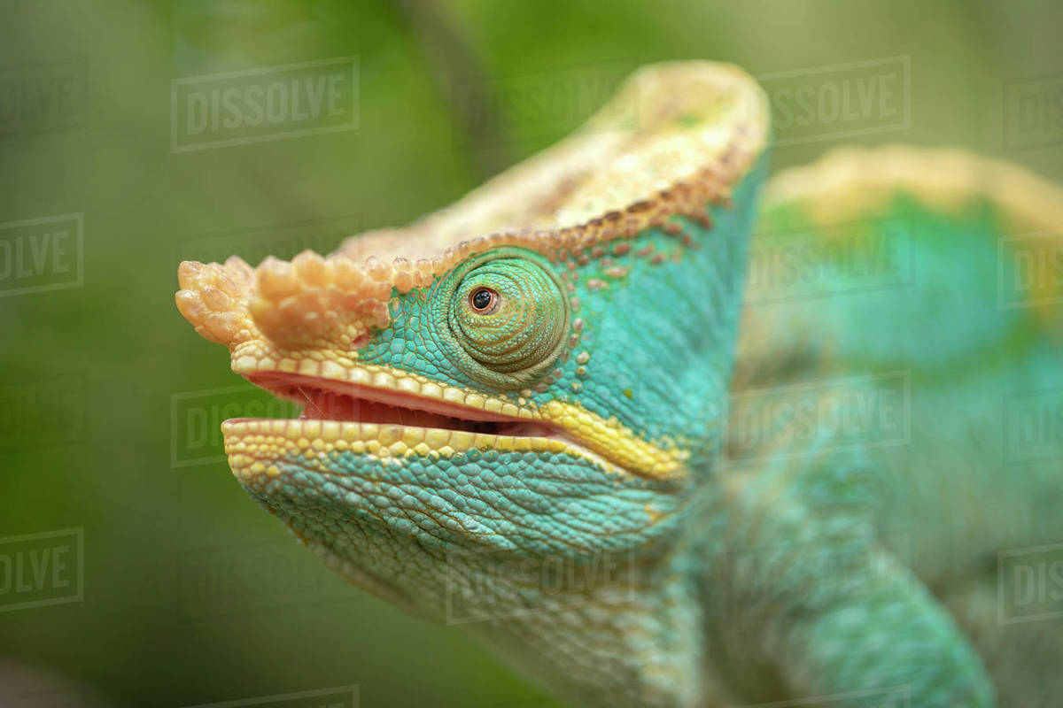 Side view closeup of amazing chameleon on green background with his ...