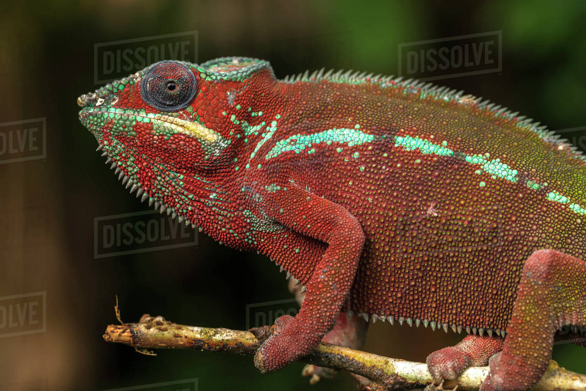 Side view closeup of amazing chameleon sitting on twig on green ...