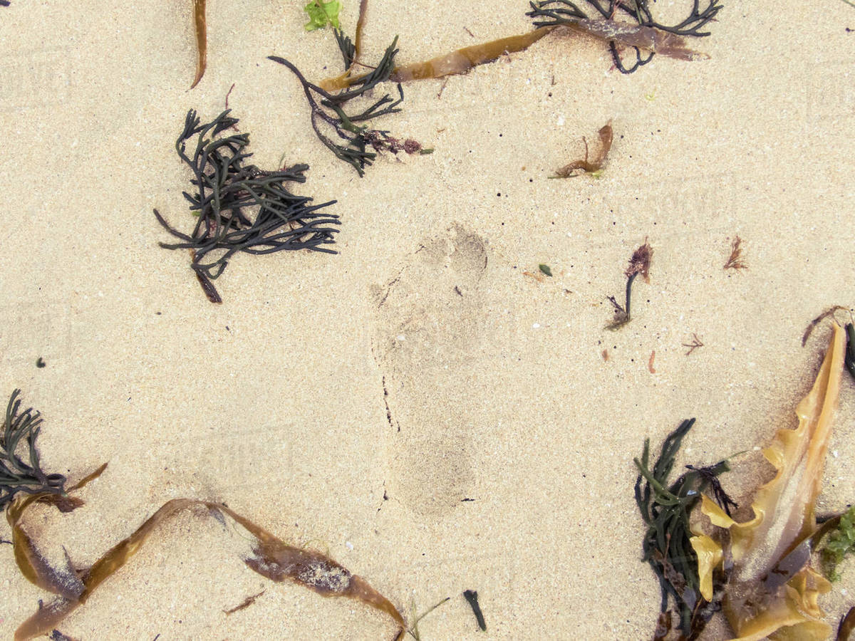 Top view of trace of person surrounded by various seaweed on sandy ...
