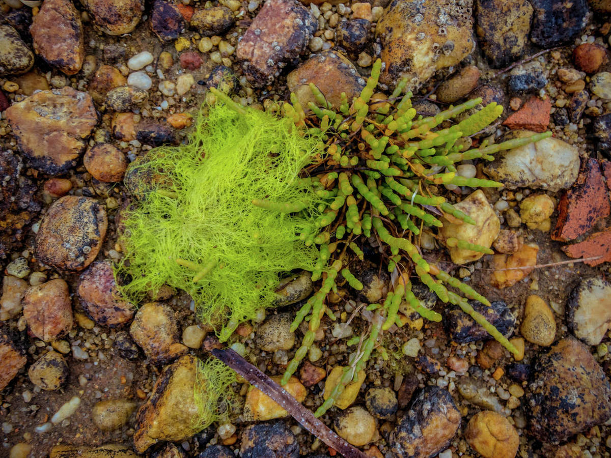 Top view of colorful seaweed with thin stalks and soft texture on shore ...