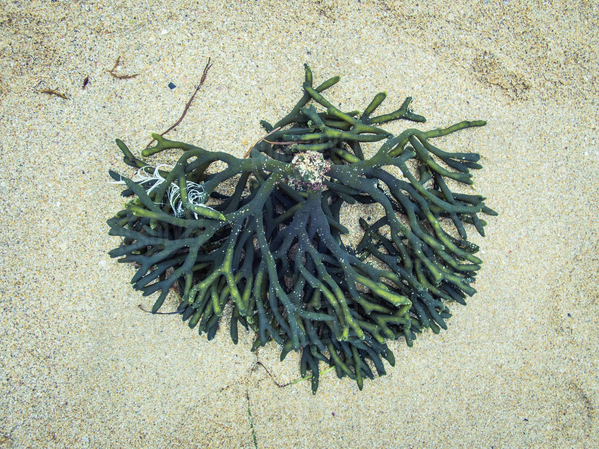 From above delicate green Codium Fragile seaweed coming ashore on sandy ...