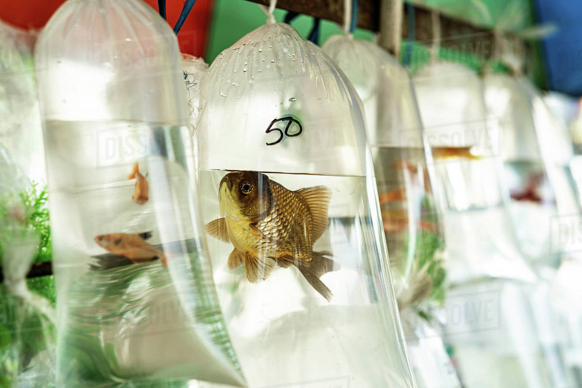 Assorted fish swimming in water in transparent plastic bags in local ...