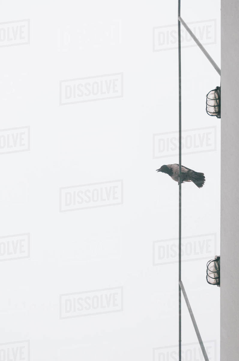 From below of black raven sitting on wire on background of gray sky ...