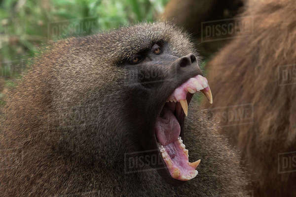 Baboon with fluffy muzzle roaring with opened mouth with sharp fangs in ...