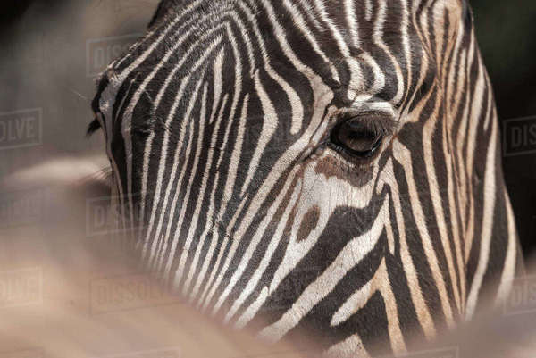 Closeup of muzzle of cute wild zebra with striped fur standing in ...
