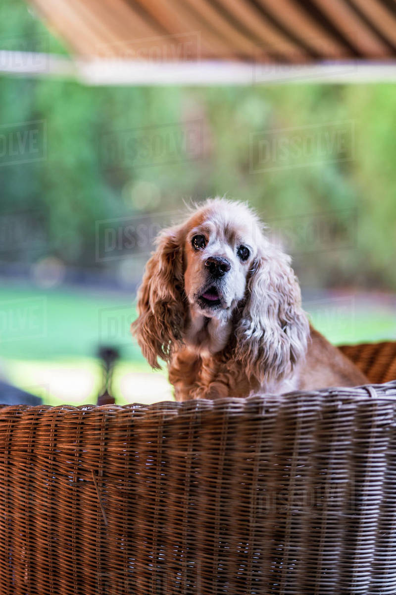 Cute tranquil Cocker Spaniel dog sitting on sofa and looking at camera ...