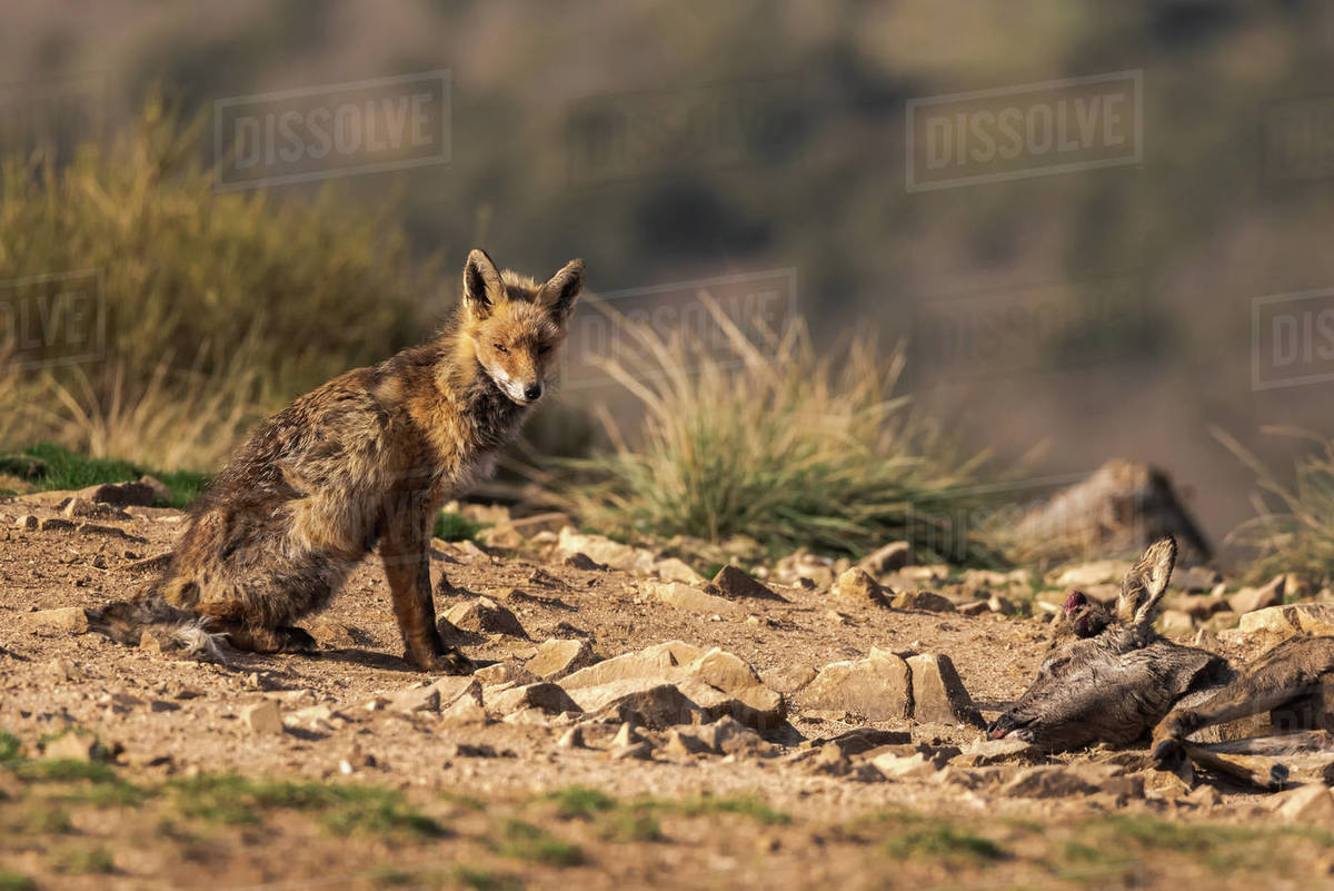 Lovely fox in the field - Stock Photo - Dissolve
