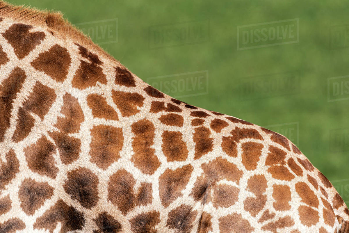Crop giraffe in field on sunny weather in savanna in summer - Royalty ...