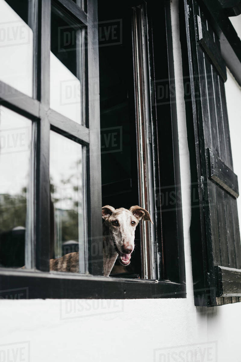 Adorable Spanish greyhounds looking through window while sitting behind ...