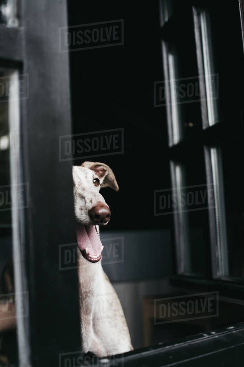 Adorable Spanish greyhounds looking through window while sitting behind ...