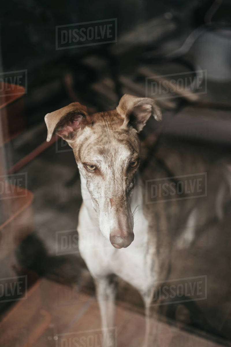Adorable Spanish greyhounds staring at camera while sitting behind ...