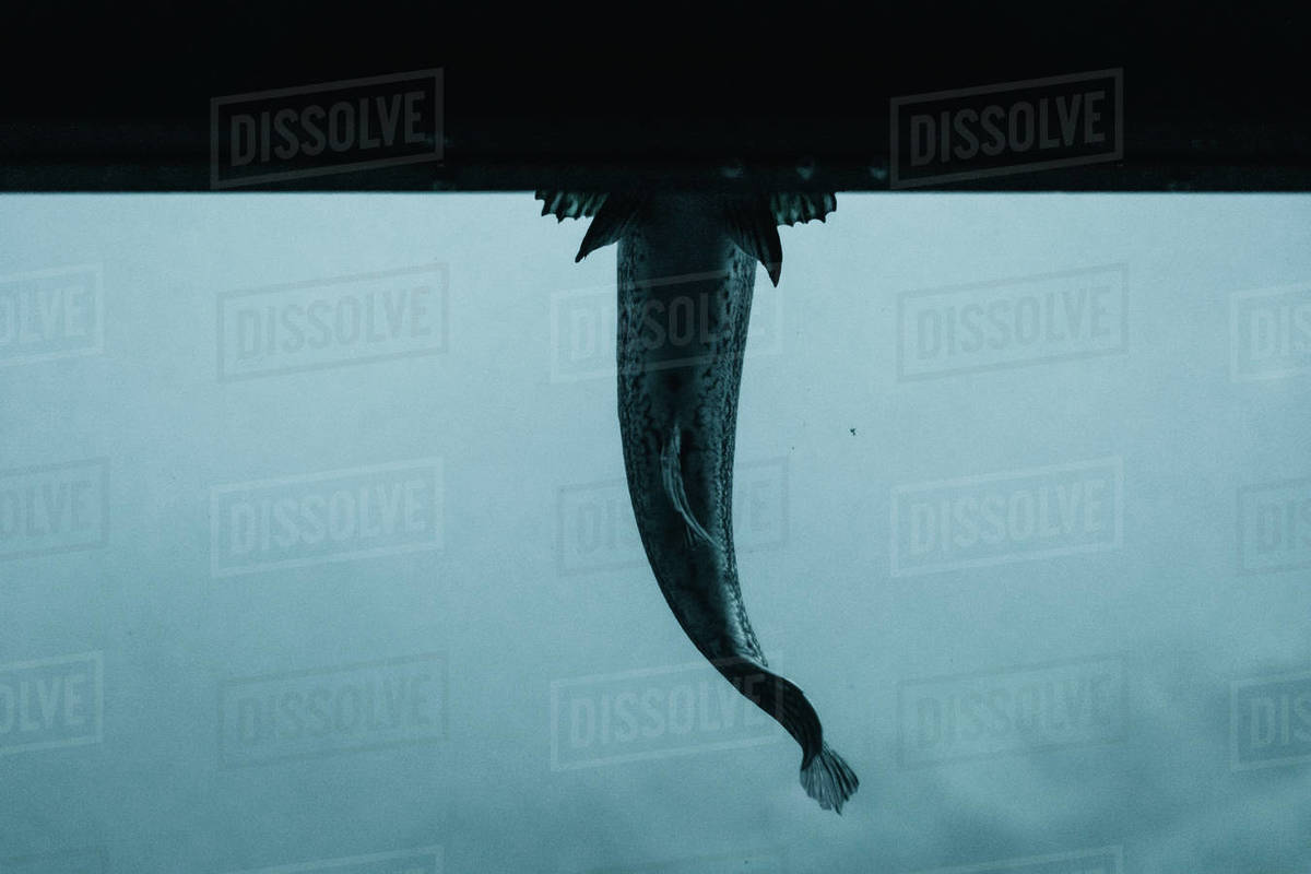 Big grey silver fish with behind glass aquarium in Milford sound New ...