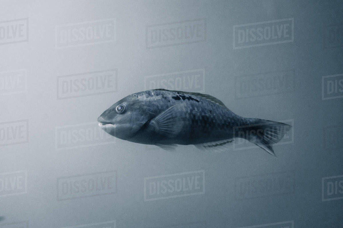 Big grey silver fish with shiny fins behind glass aquarium in Milford ...