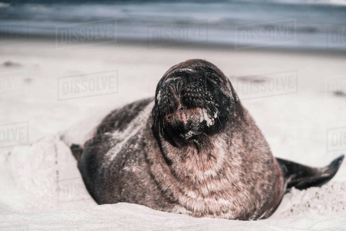 Brown adorable seal lying and enjoying sun on beach in daylight - Stock ...