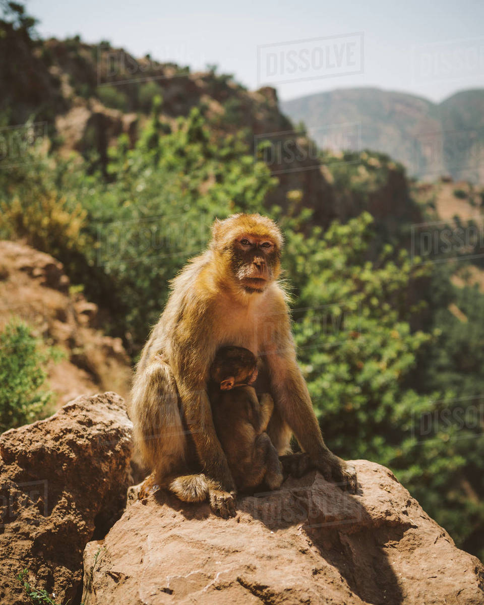 Furry macaque with small baby feeding on rock in tropical mountains of ...