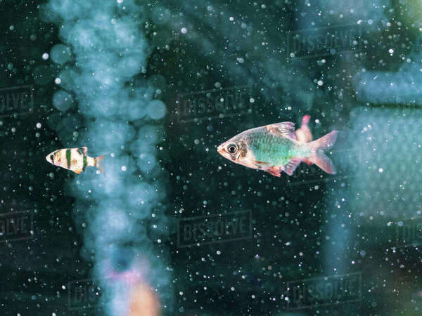 Close up beautiful tropical fish swimming in transparent water of home ...