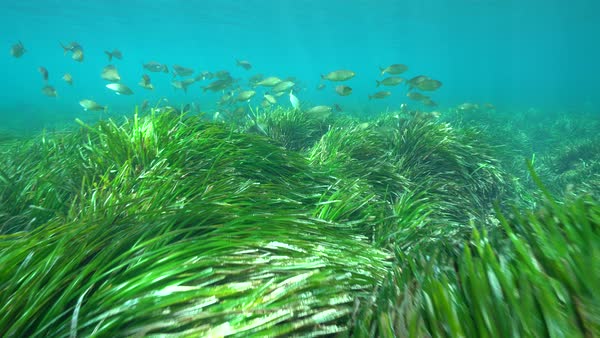 Mediterranean sea underwater meadow of seagrass (Posidonia oceanica ...