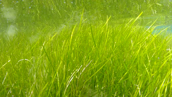Seagrass underwater, dwarf eelgrass, Zostera noltii, in coastal waters ...