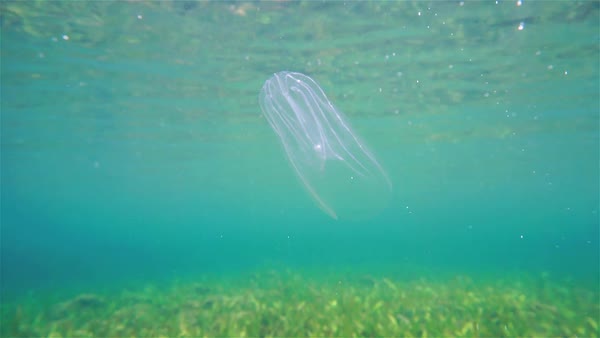 Underwater life, a sea walnut comb jelly, Mnemiopsis leidyi ...