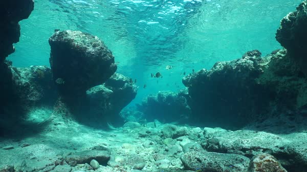 Underwater landscape on a shallow and rocky ocean floor with fish ...