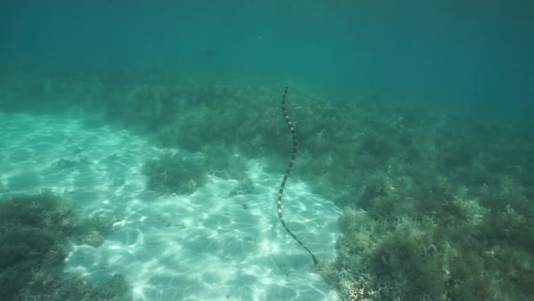 Sea snake banded sea krait underwater goes to the surface from a ...