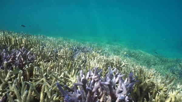 Field of coral in good condition on the seabed (Acropora staghorn ...