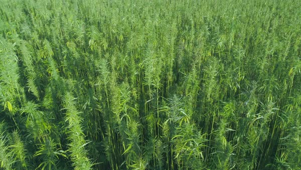 Aerial: Large Hemp Marijuana Field Drone Fly-Over - Stock Video Footage ...