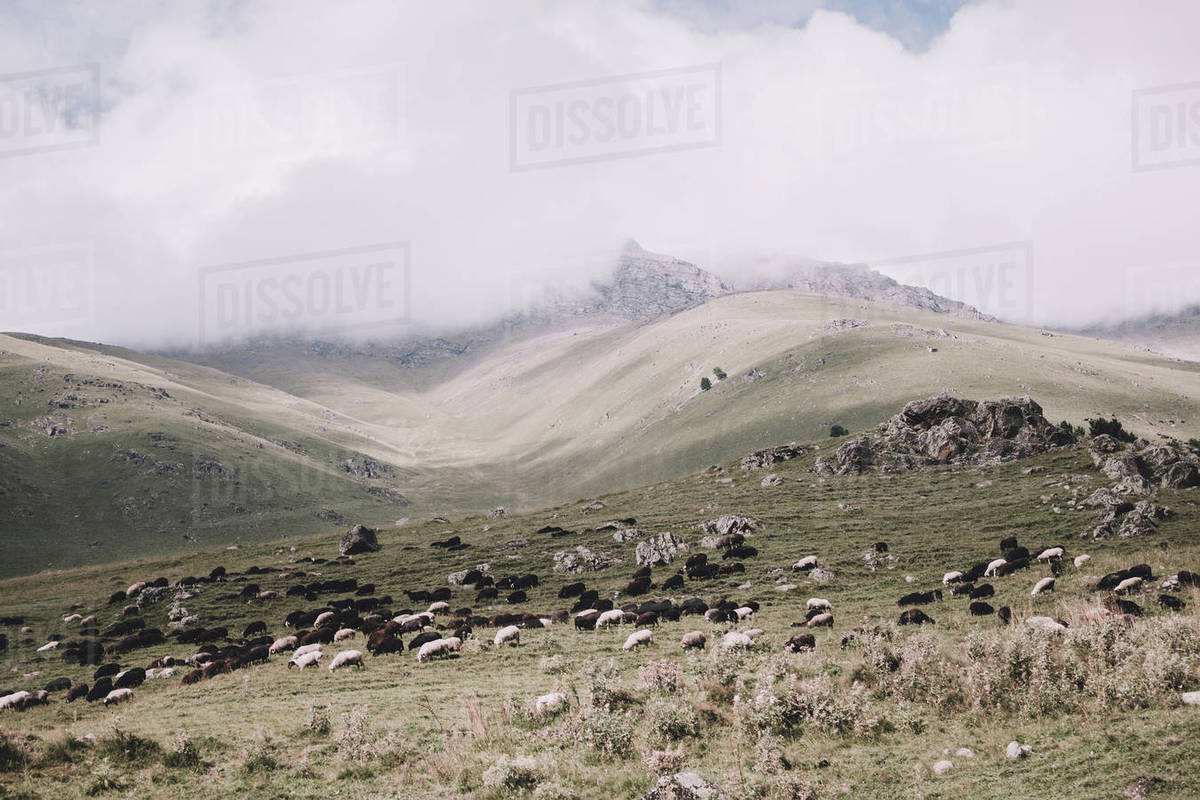 Standard license, Royalty-free Commercial photo from Dissolve.com ...