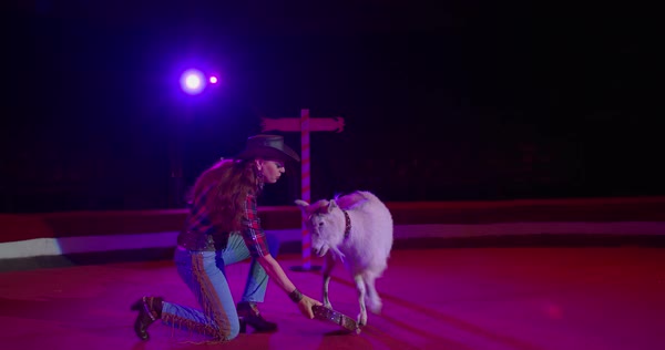 Goat is tapping the tambourine on stage with its trainer, circus show ...
