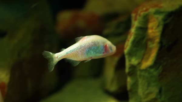 Mexican blind cave tetra fish swimming under water - HD Royalty-free ...