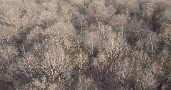 Aerial view of a no leaves forest in northern Italy in a winter morning ...