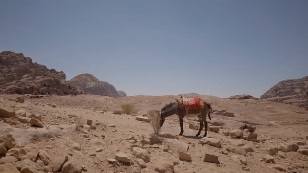 Donkey in the Jordanian desert. The donkey has a saddle on its back to ...