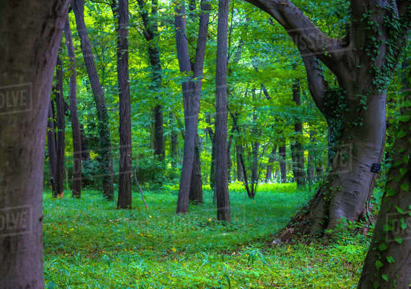 Background, bamboo, beautiful, dark, deep, dim, enchanted, exotic ...