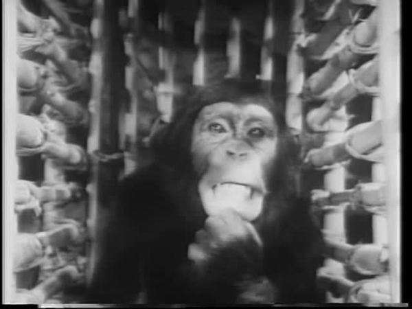 Close-up monkey inside cage planning his escape - Stock Video Footage ...