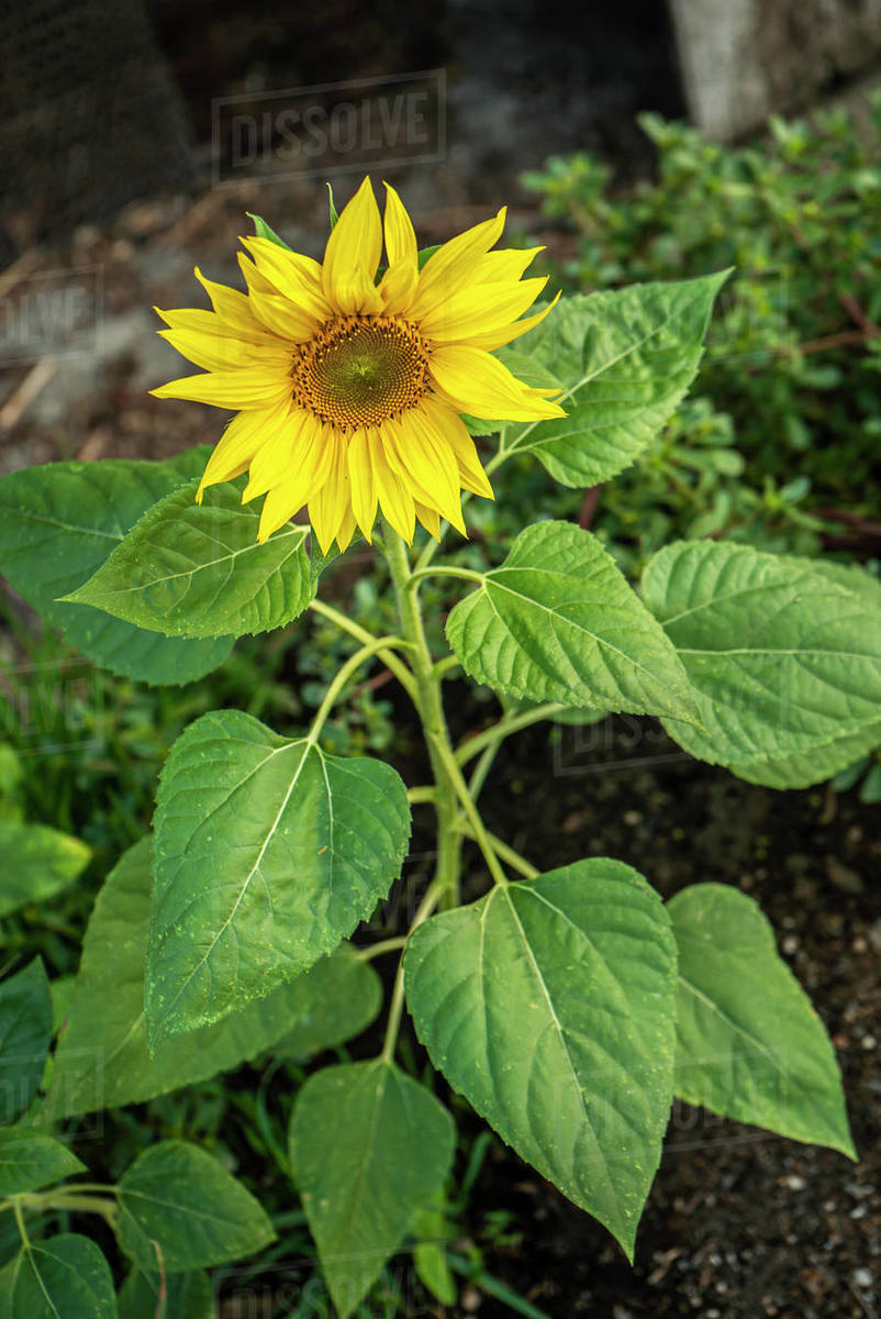 Sunflower grows in the field in spring time - Royalty-free Stock Photo ...