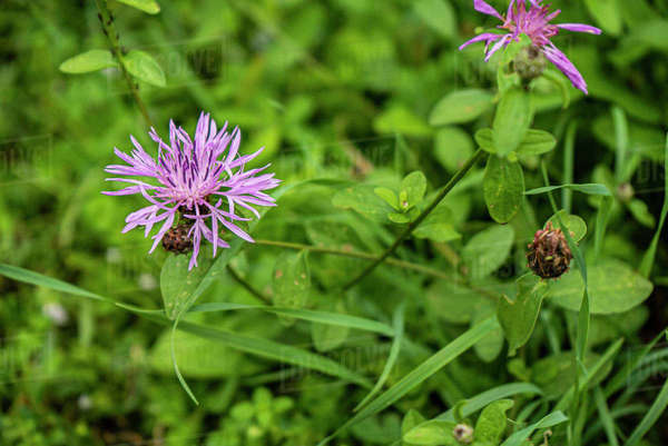 Purple pink Stokes Aster Stokesia laevis flower - Royalty-free Stock ...