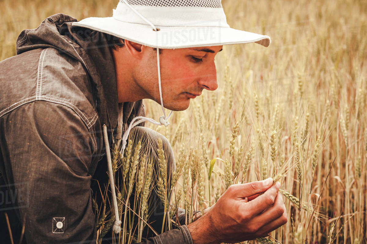 A researcher in a white hat from the sun examines the grains against ...