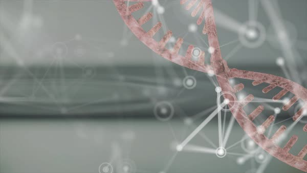 The concept of schematic mapping of the formation of a genetic chain in ...