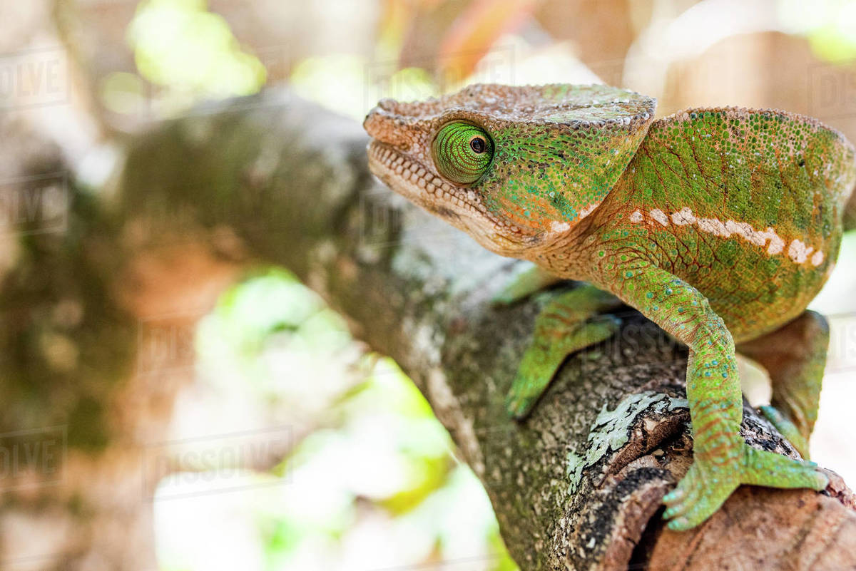 Parson's chameleon (Calumma parsonii), endemic to Madagascar, Africa ...