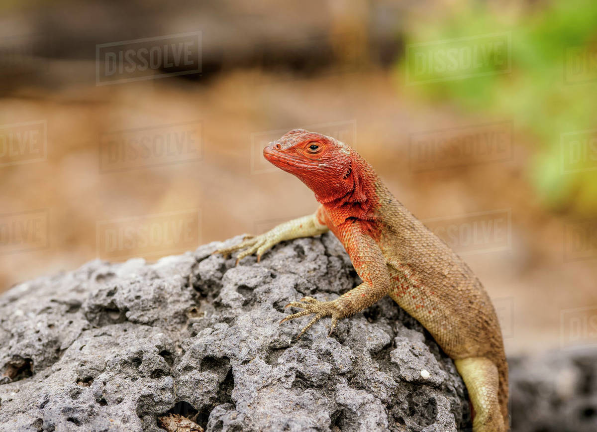Lava lizard (Microlophus delanonis), Punta Suarez, Espanola (Hood ...