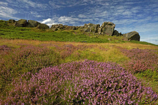 The Cow and Calf rocks and heather covered Ilkley Moor in late summer ...