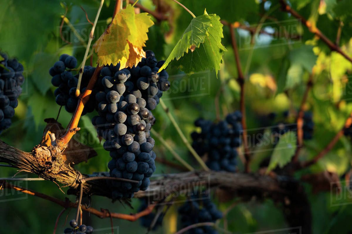 Grapevine at sunset in Montefalco, Italy, Europe - Royalty-free Stock ...
